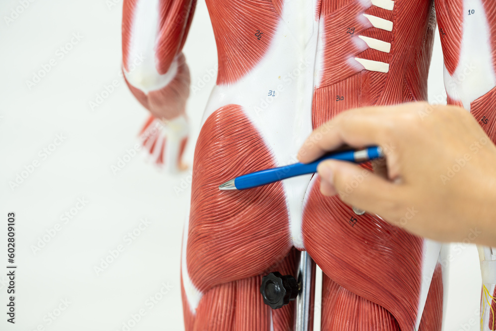 Physiotherapist explaining muscle injury to athlete.Doctor explains the ...