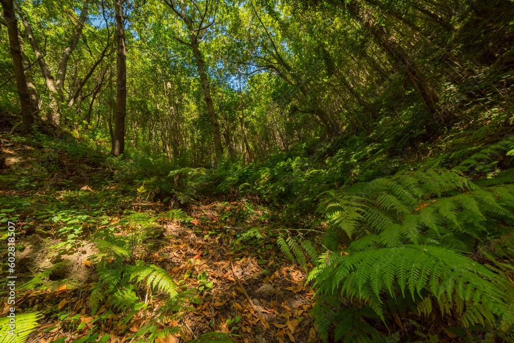 Selva tropical tupida de plantas y arboles. Stock Photo | Adobe Stock
