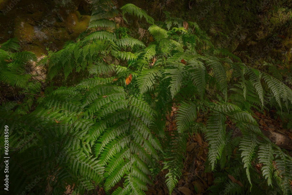Selva tropical tupida de plantas y arboles. Stock Photo | Adobe Stock