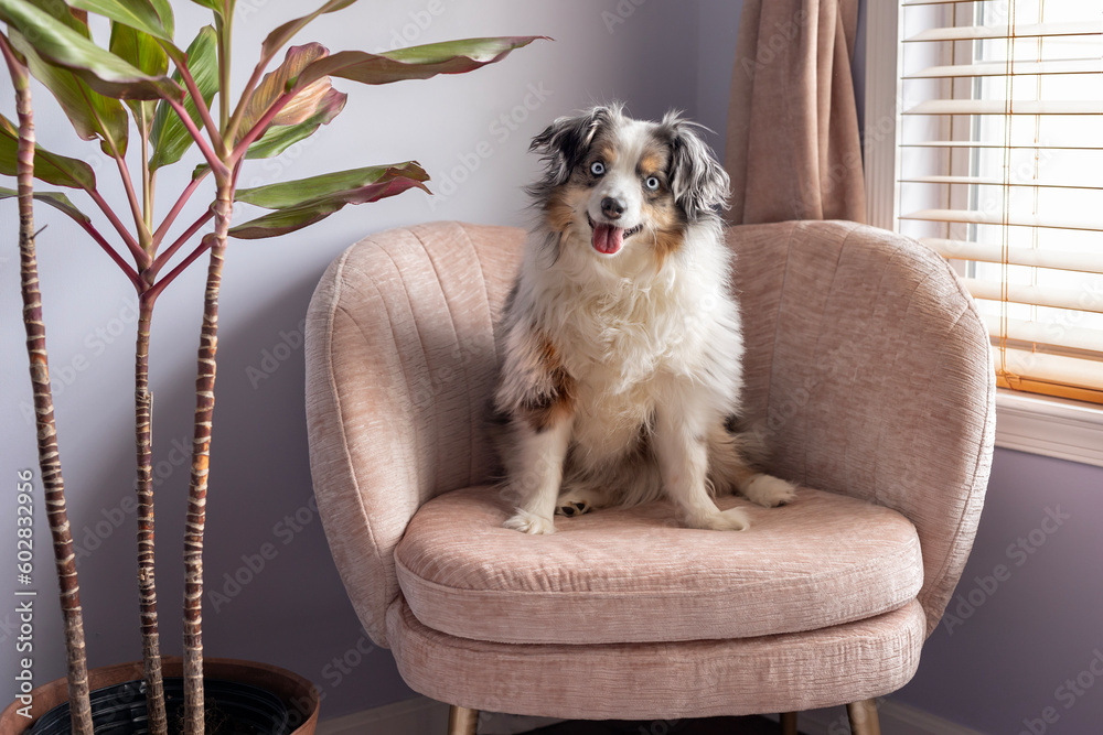 beautiful smiling blue eyed mini aussie cocking head sitting on pink ...