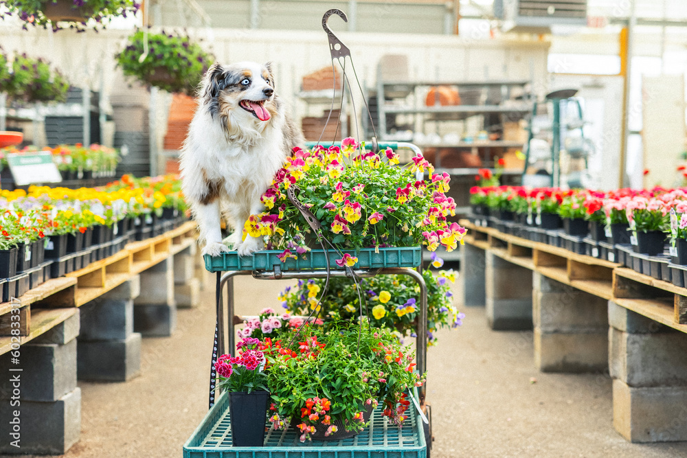 beautiful blue eyed mini aussie with tongue out sitting on shopping ...
