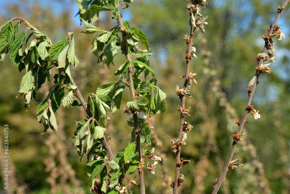 Diseases of the cherry tree.cherry fungal disease, moniliosis or ...