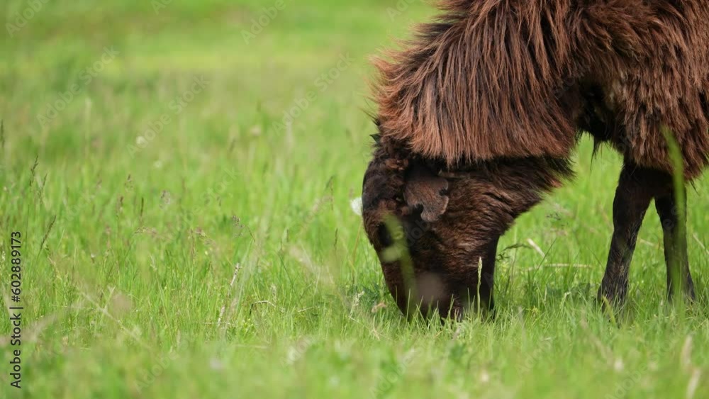 Farm animal eat green grass in meadow. Dairy farm. Cattle on green ...