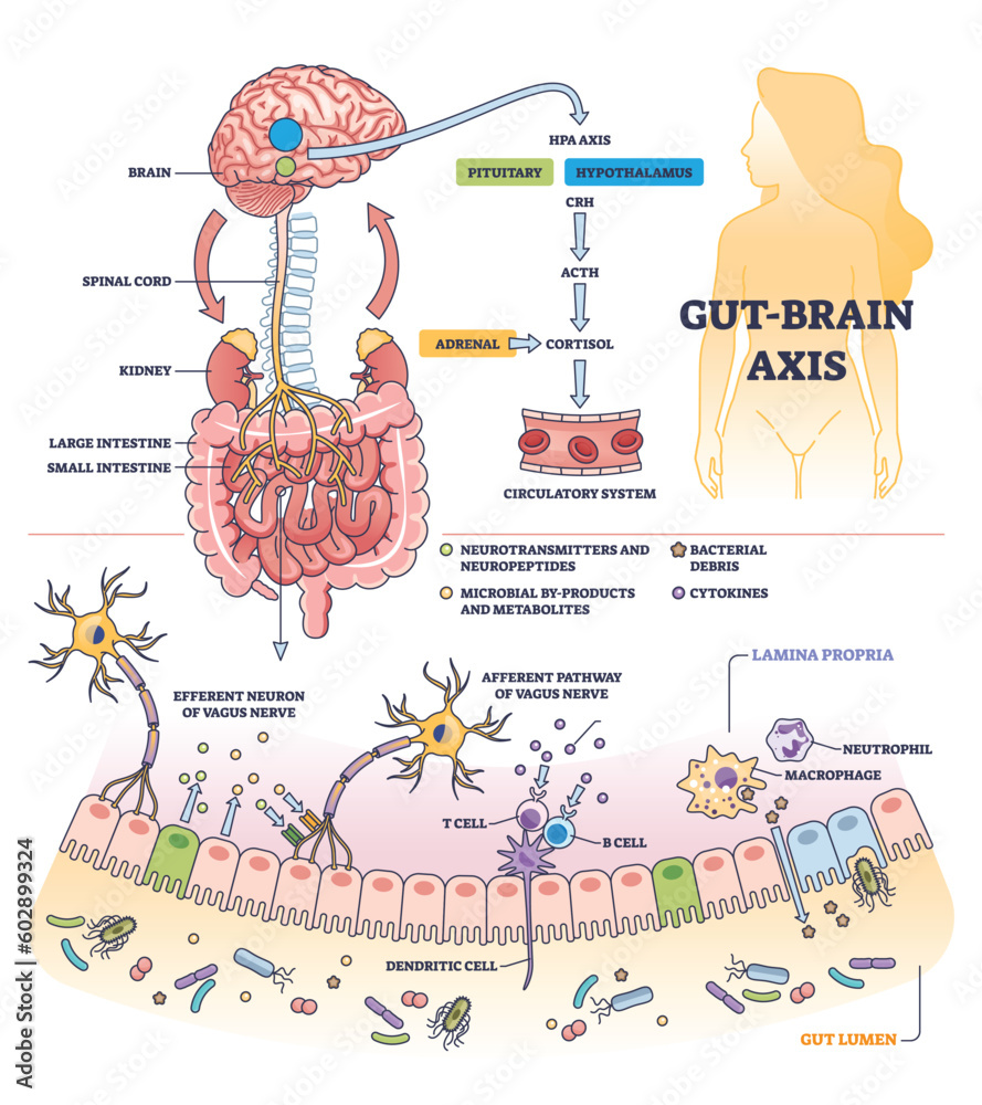 Gut brain axis and body digestive system impact to brain outline ... Gut brain axis and body digestive system impact to brain outline ...