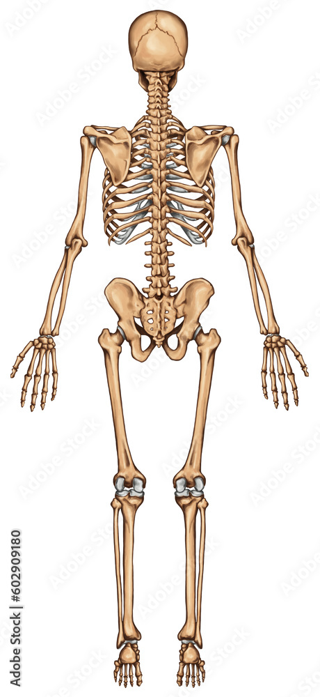 Human skeleton, posterior view. Anatomy of human skeletal system Stock ...