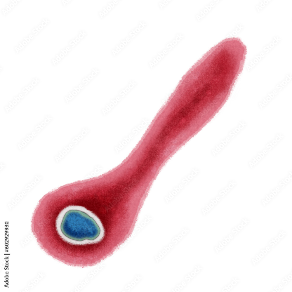 Clostridium tetani bacteria spore illness science microbiology Stock ...