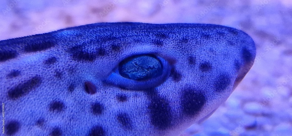 Scyliorhinus stellaris is a species of shark commonly known as the ...