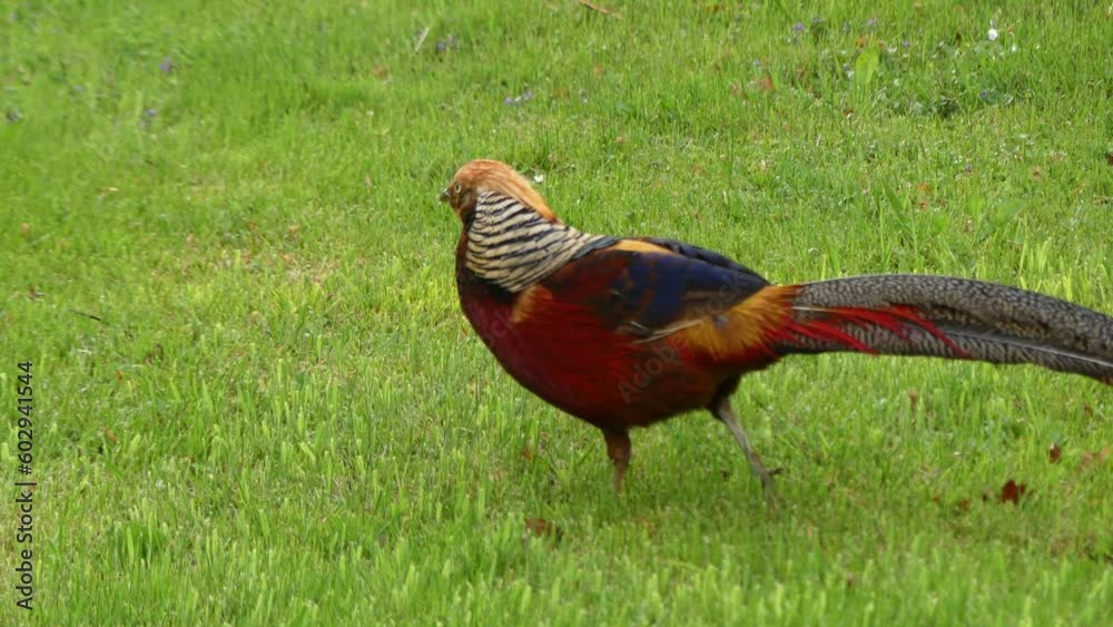 Colorful bird Golden pheasant, Chrysolophus pictus on green trimmed ...