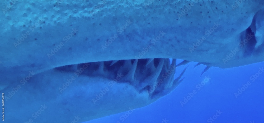 Carcharias taurus sand tiger shark, gray nurse shark, spotted ragged ...