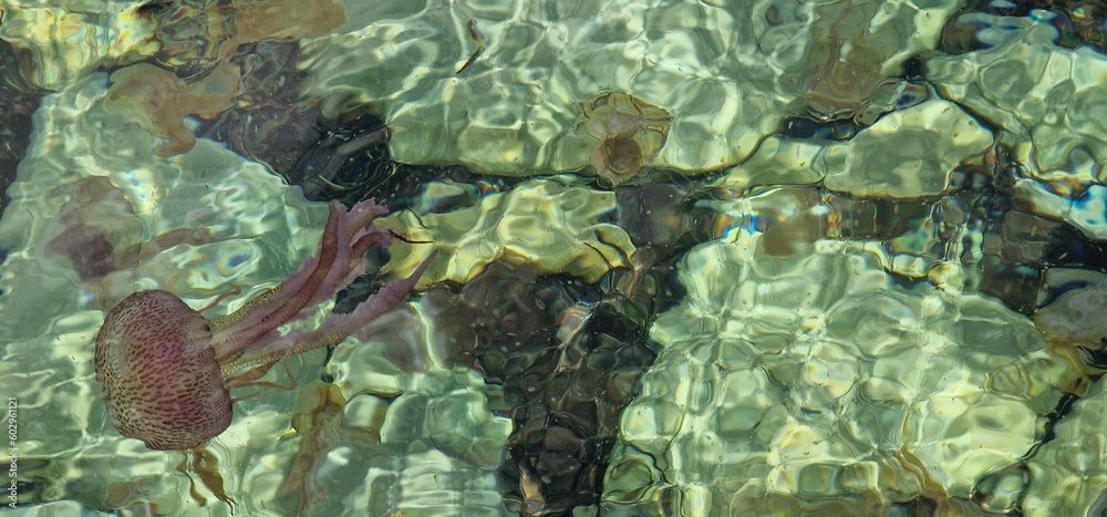common jellyfish species found in Mallorca is the Pelagia noctiluca ...