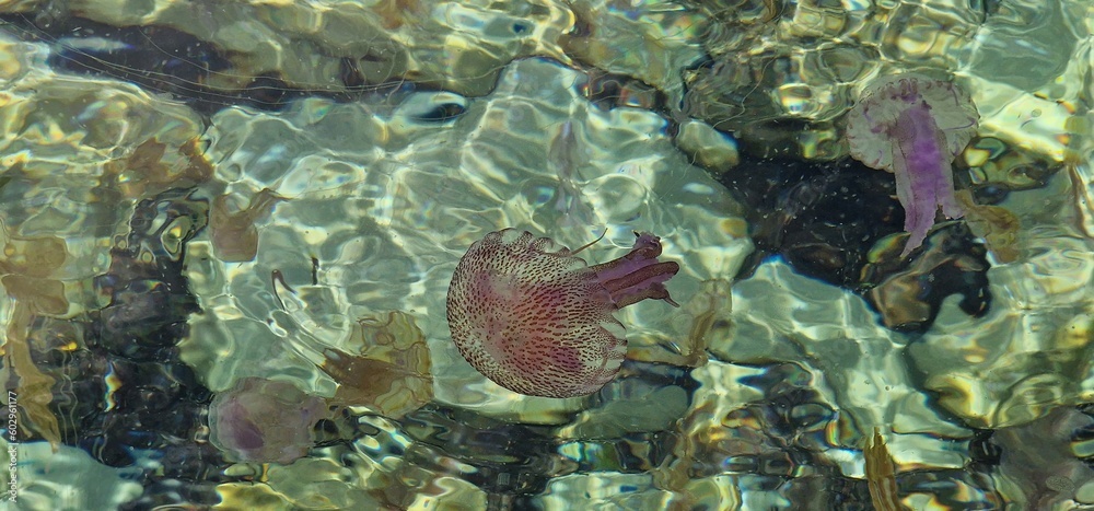 common jellyfish species found in Mallorca is the Pelagia noctiluca ...