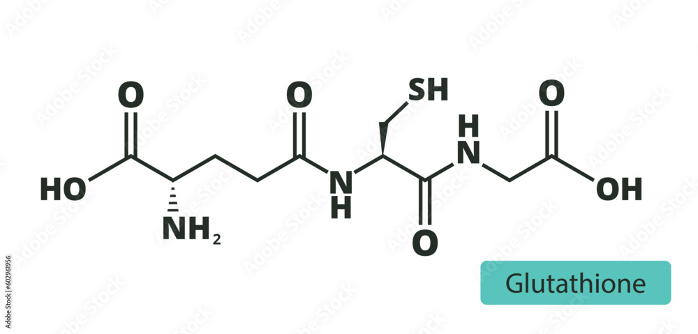 Glutathione molecular skeletal chemical formula. Stock Vector | Adobe Stock