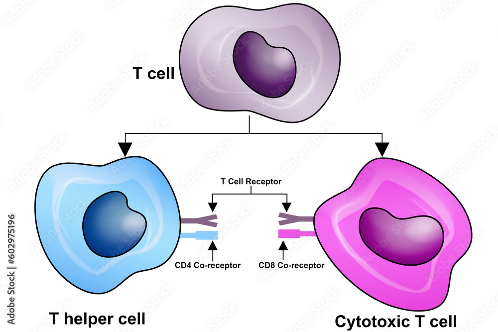 T Cell, helper T cell and cytotoxic T cell, CD Antigen Types, CD4 And ...