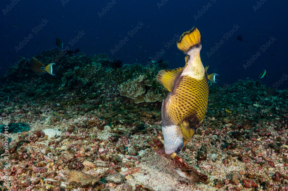 Titan triggerfish, Giant triggerfish or Moustache triggerfish ...