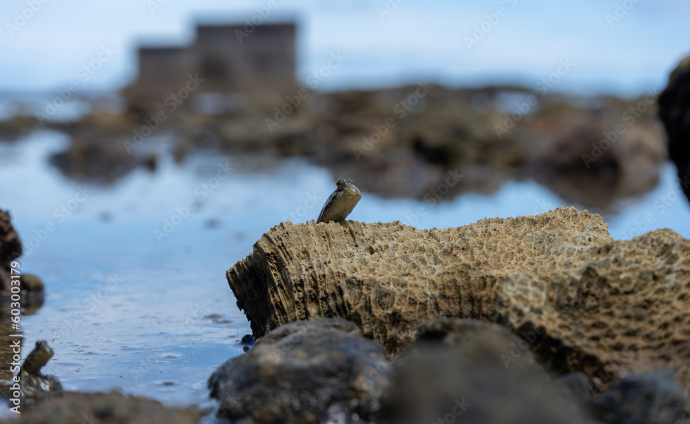 Mudskippers are amphibious fish, using their fins to swim and jump ...