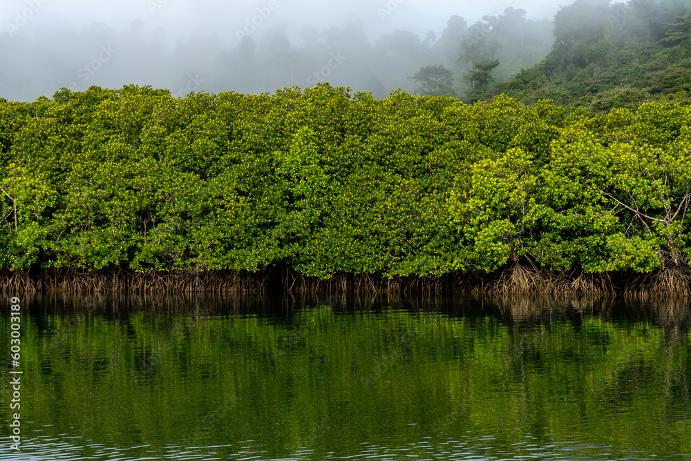 Foto de Mangroves in Andaman and Nicobar Islands. Total area under ...