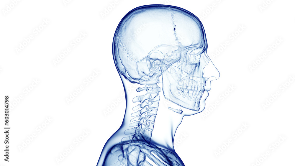 3d medical illustration of a man's skull and cervical spine Stock ...