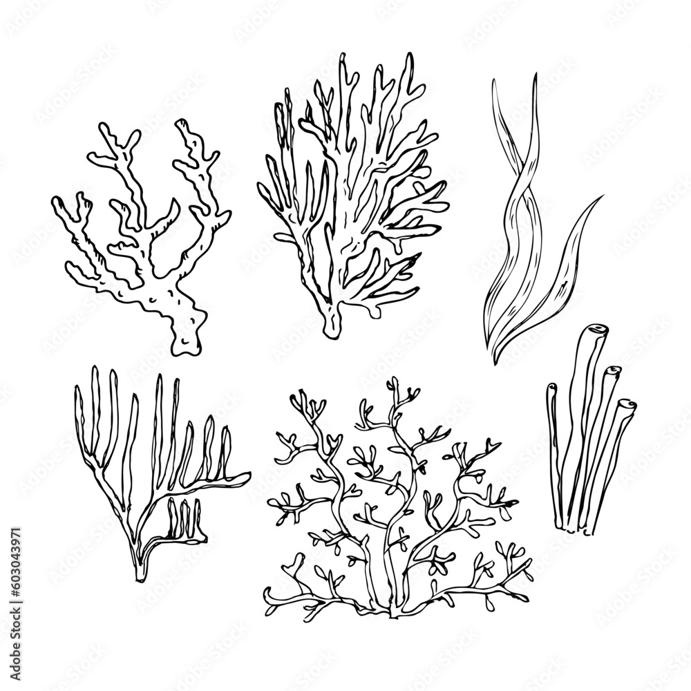 Coral .Hand drawn illustration of corals and algae, underwater sea and ...