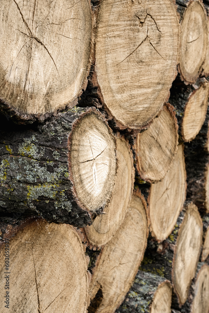 Newly-sawn logs, stacked. Wall with wooden decorative panels. Timber ...