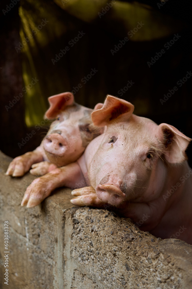 portrait big pigs on a farm in a balinese village in bali Stock Photo ...