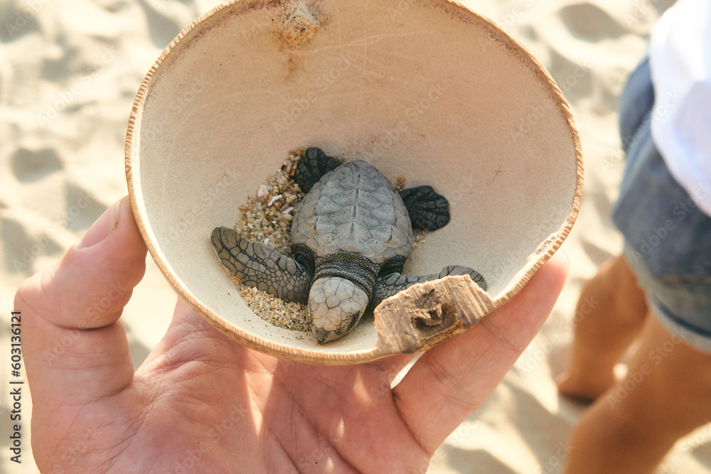 Foto de baby sea turtle ready to be release by a volunteer do Stock ...