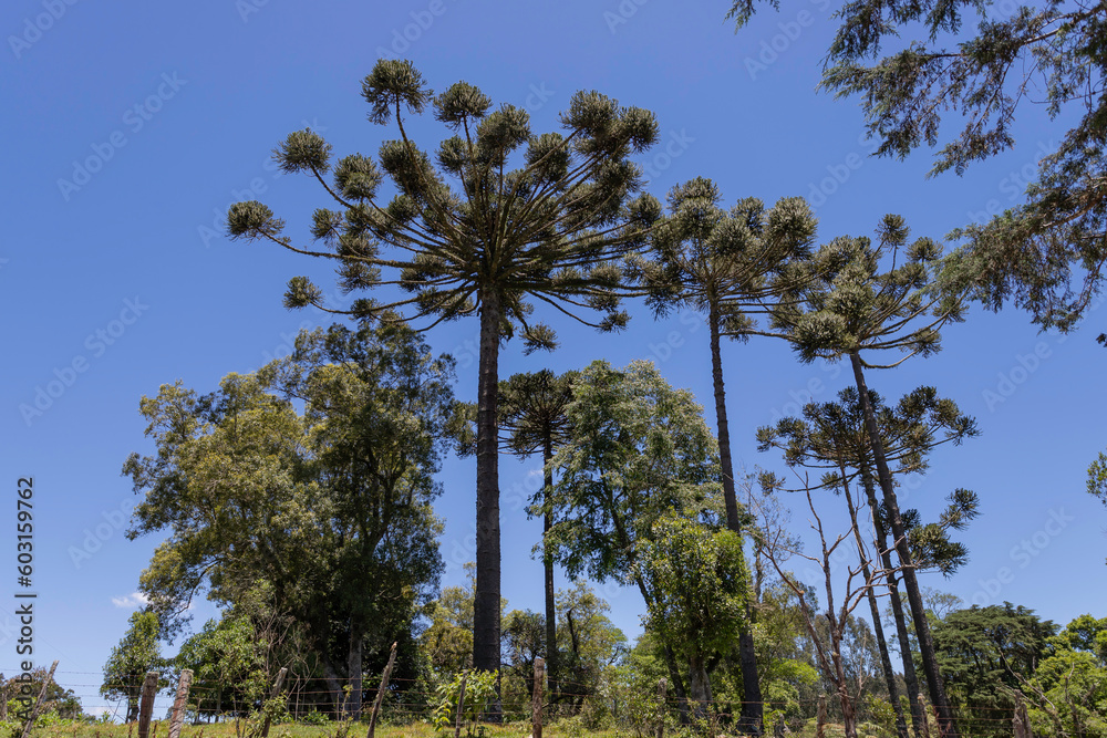 Typical tree from southern Brazil. It grows in high and cold places ...