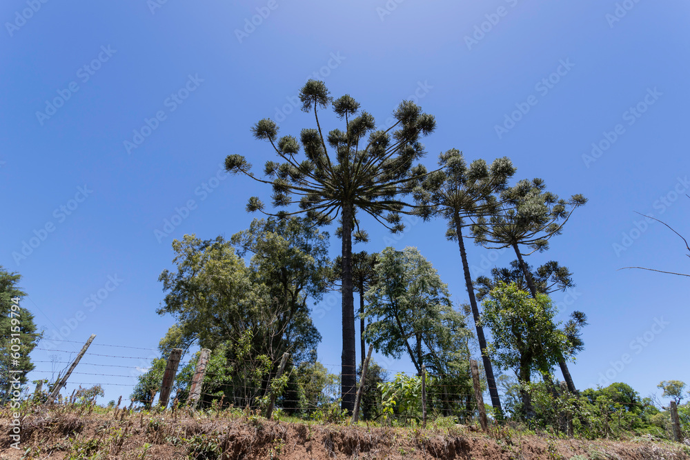 Typical tree from southern Brazil. It grows in high and cold places ...