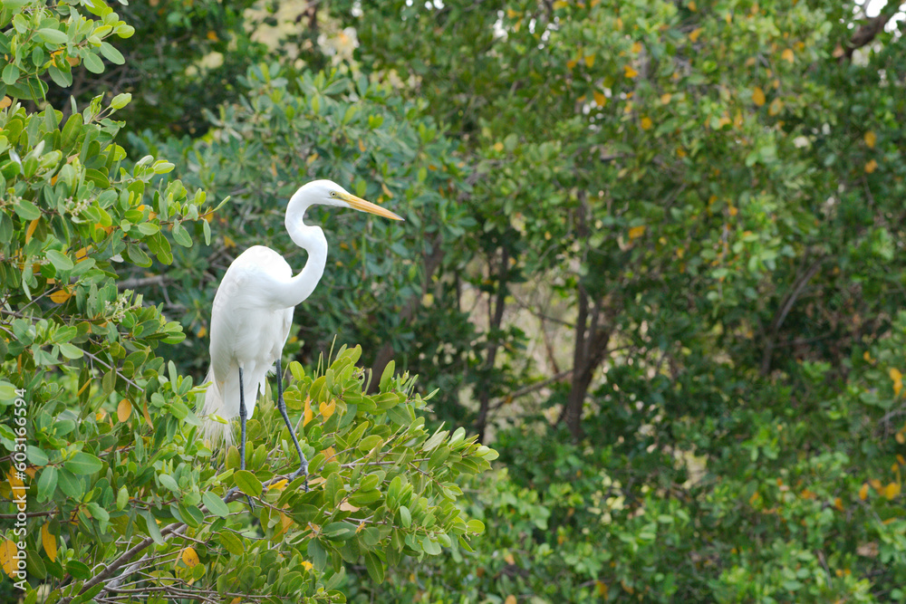White Egret Bird looking right while roosted in tree beside water ...