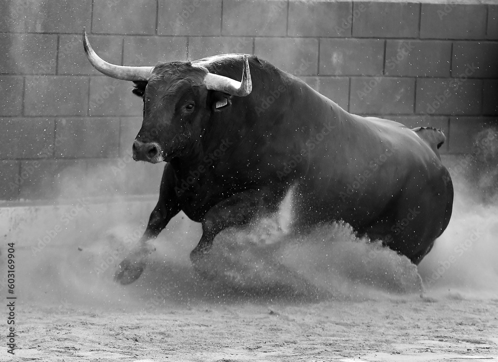 un toro español con grandes cuernos corriendo en una plaza de toros ...