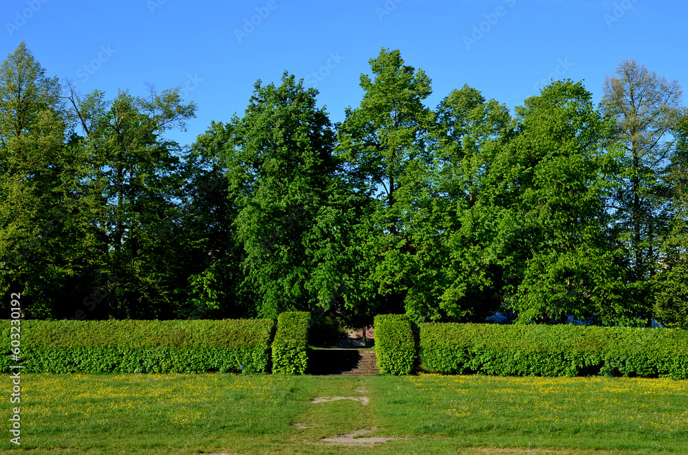 hornbeam green hedge in spring lush leaves let in light trunks and ...