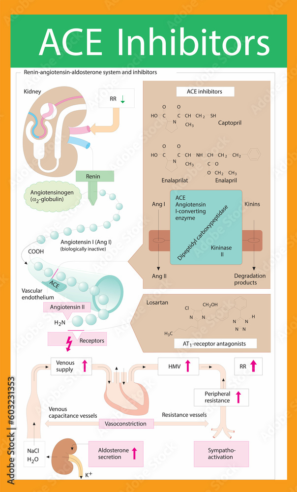ACE Inhibitors of Human Body Stock Illustration | Adobe Stock