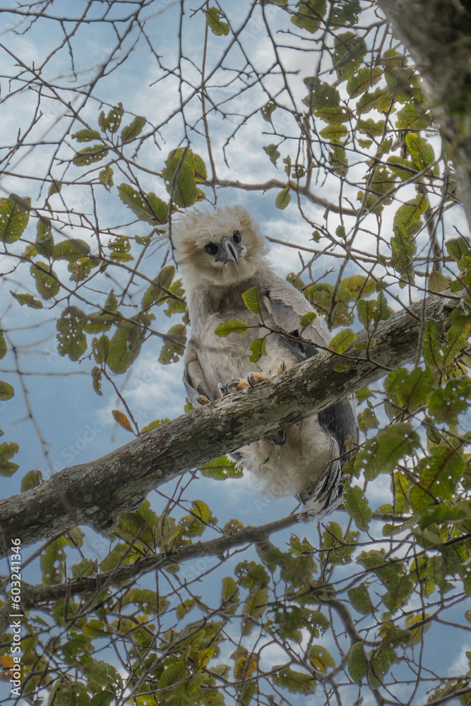 Foto de Harpy eagle (Harpia harpyja), Captive animal, Panama Central ...