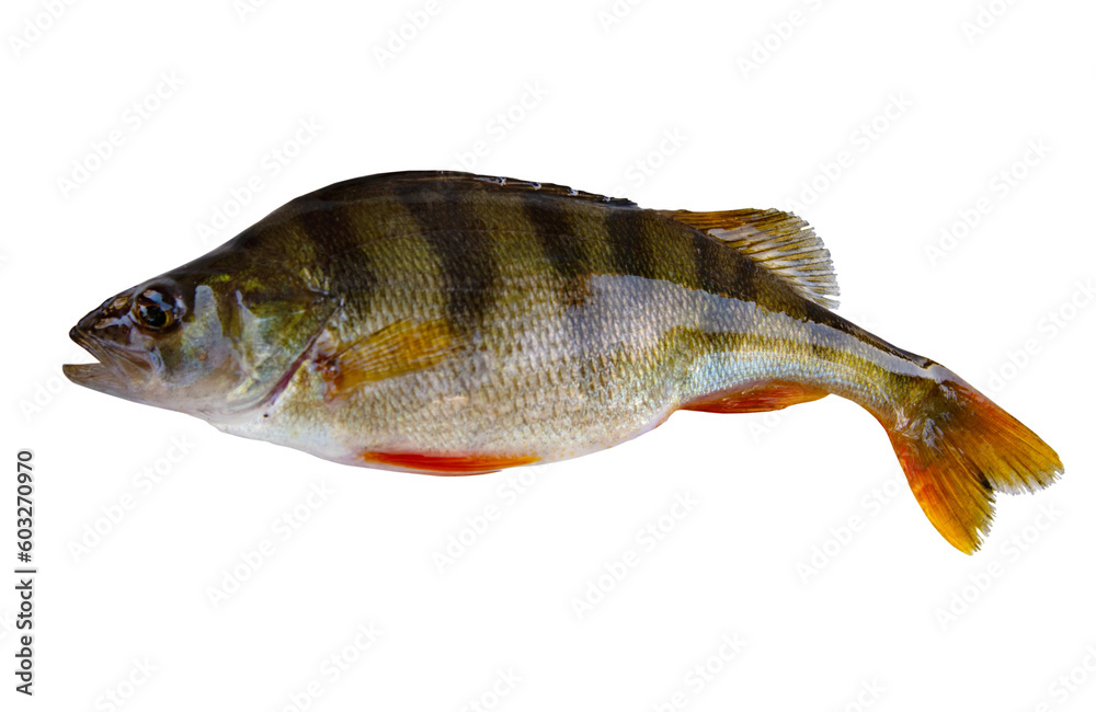 Freshwater fish isolated on white background. This fish known as the ...