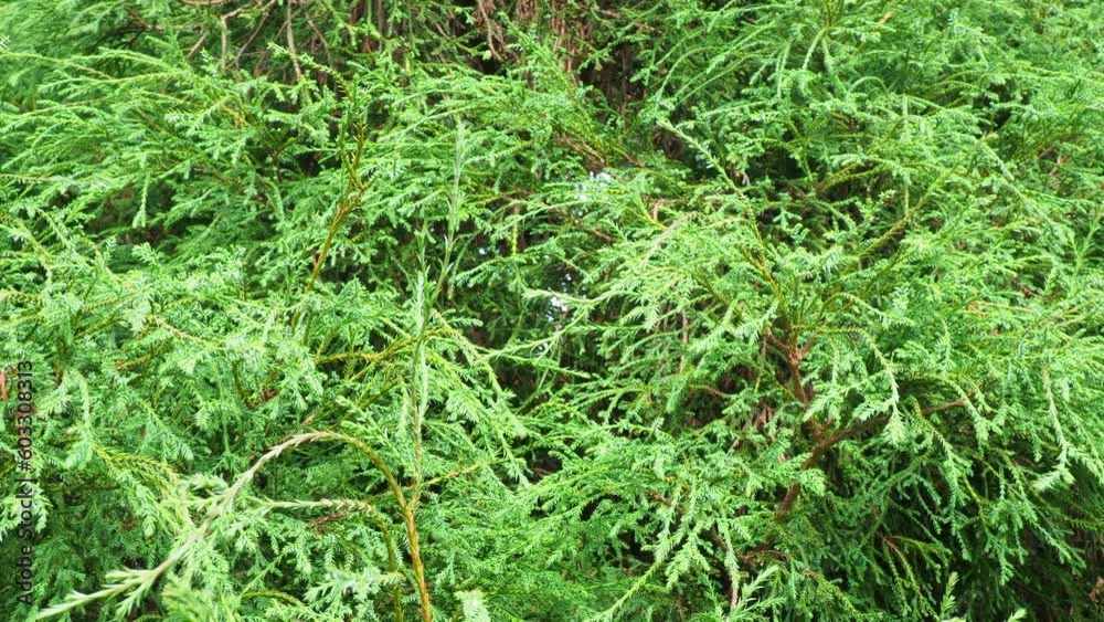 Cypress Chamaecyparis is a genus of evergreen monoecious coniferous ...