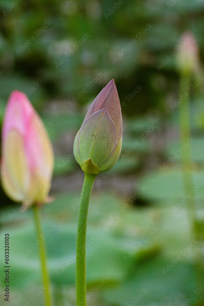 Lotus Flower farming plants in India, Nelumbo Nucifera, also known as ...
