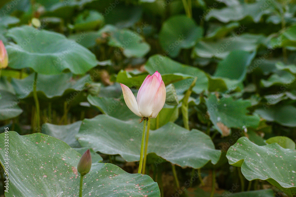 Lotus Flower farming plants in India, Nelumbo Nucifera, also known as ...