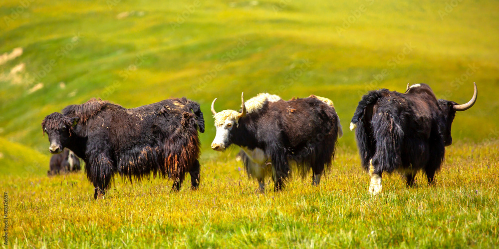 A herd of yaks graze in the mountains. Himalayan big yak in a beautiful ...