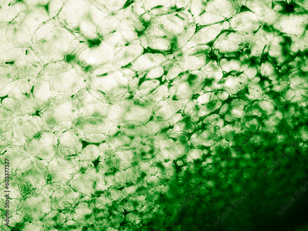 Squash cells texture seen in biological optical microscope. Stained for ...