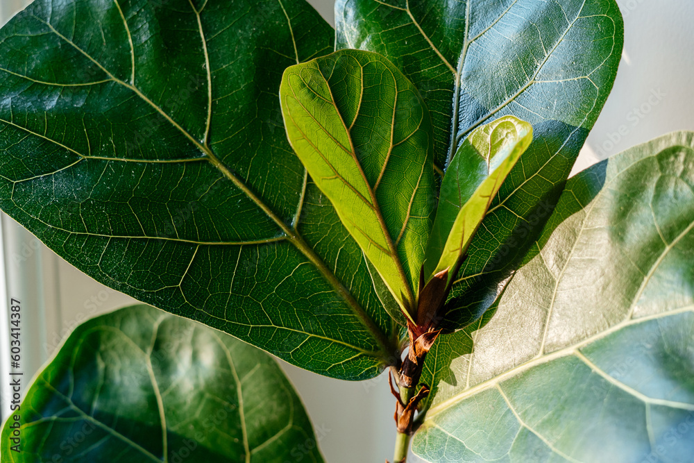 Close up of leaves ficus lyrate or fiddle leaf in the pot at home ...