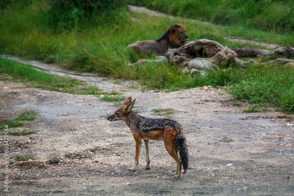 Black backed jackal watching lion with prey in Kruger national park ...