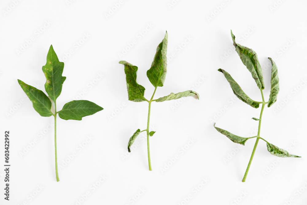 Leaf spot symptom. Dark spots and yellow surrounding region. Septoria ...