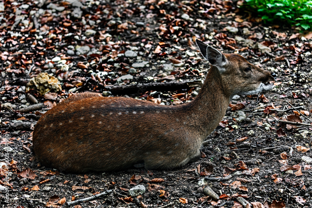 Sika deer female on the ground. Also known as the spotted deer or the ...