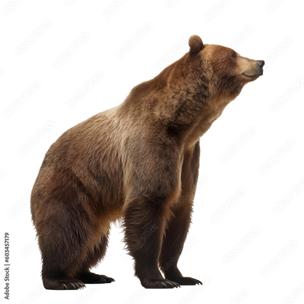Side view of animal Grizzly Bear standing on a transparent background ...