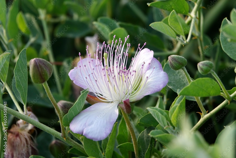 Detail of buds and a beautiful caper flower (Capparis spinosa) with ...