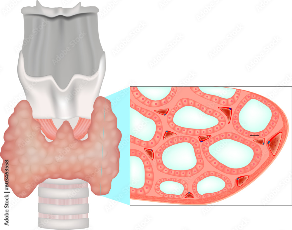 Structure of the thyroid gland. Histological structure. Thryoid ...