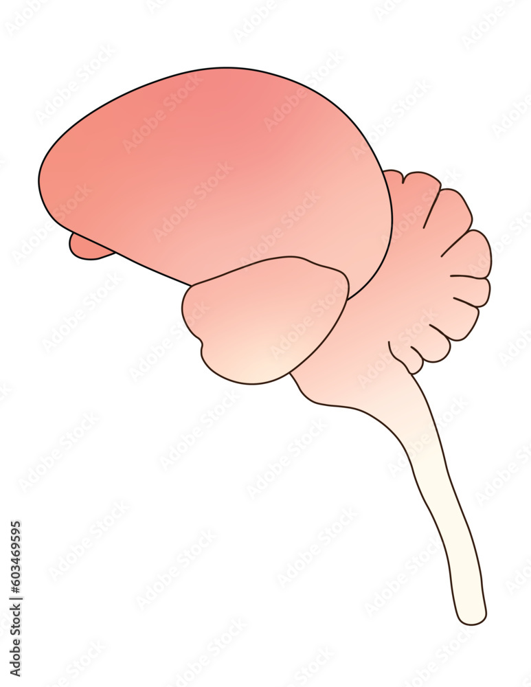 Passerine Brain: Gross Avian Brain Anatomy (Cerebrum, Midbrain ...