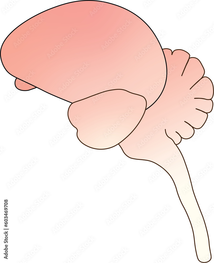 Passerine Brain: Gross Avian Brain Anatomy (Cerebrum, Midbrain ...