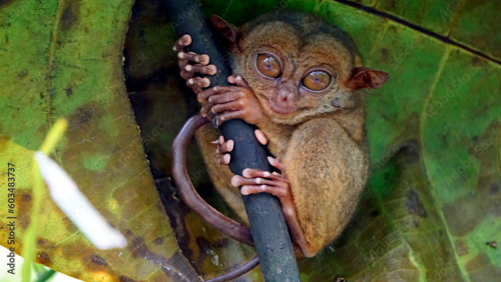 Portrait of Tarsier monkey (Tarsius Syrichta) in natural jungle ...