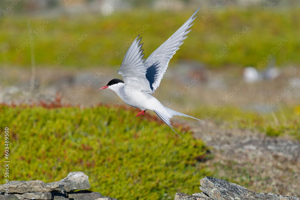 Arctic tern - Sterna paradisaea - with spread wings in flight with ...