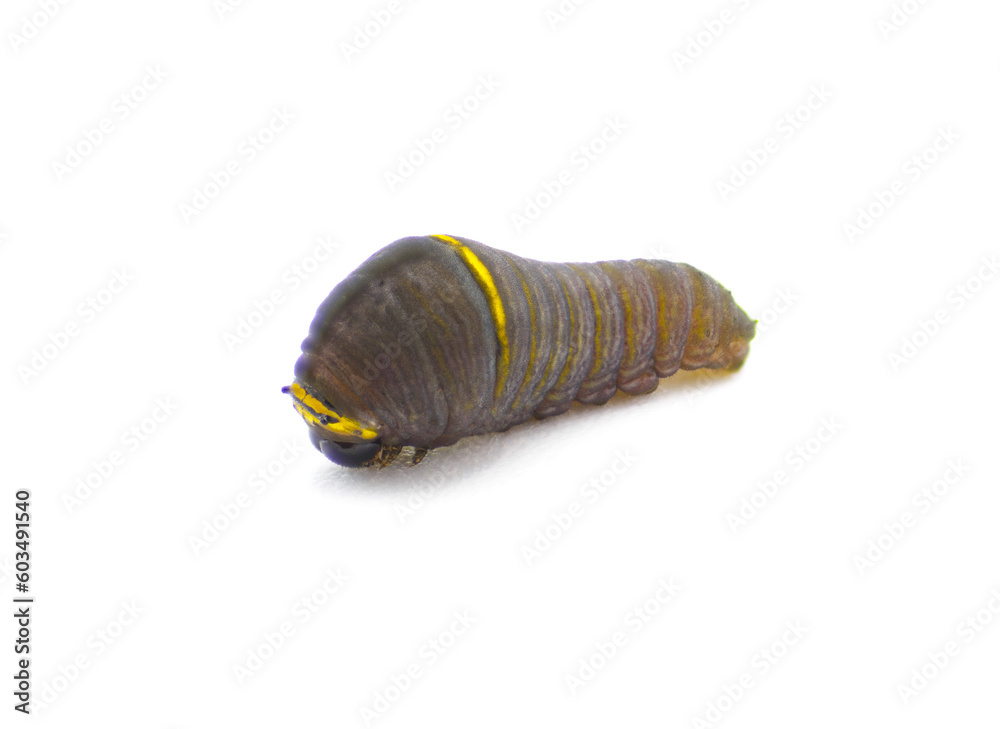 Protographium marcellus - zebra swallowtail caterpillar - a butterfly ...